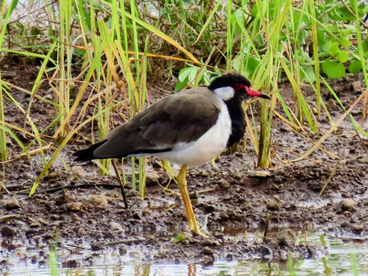 Biodiversity – Birds – Sahyadri School KFI